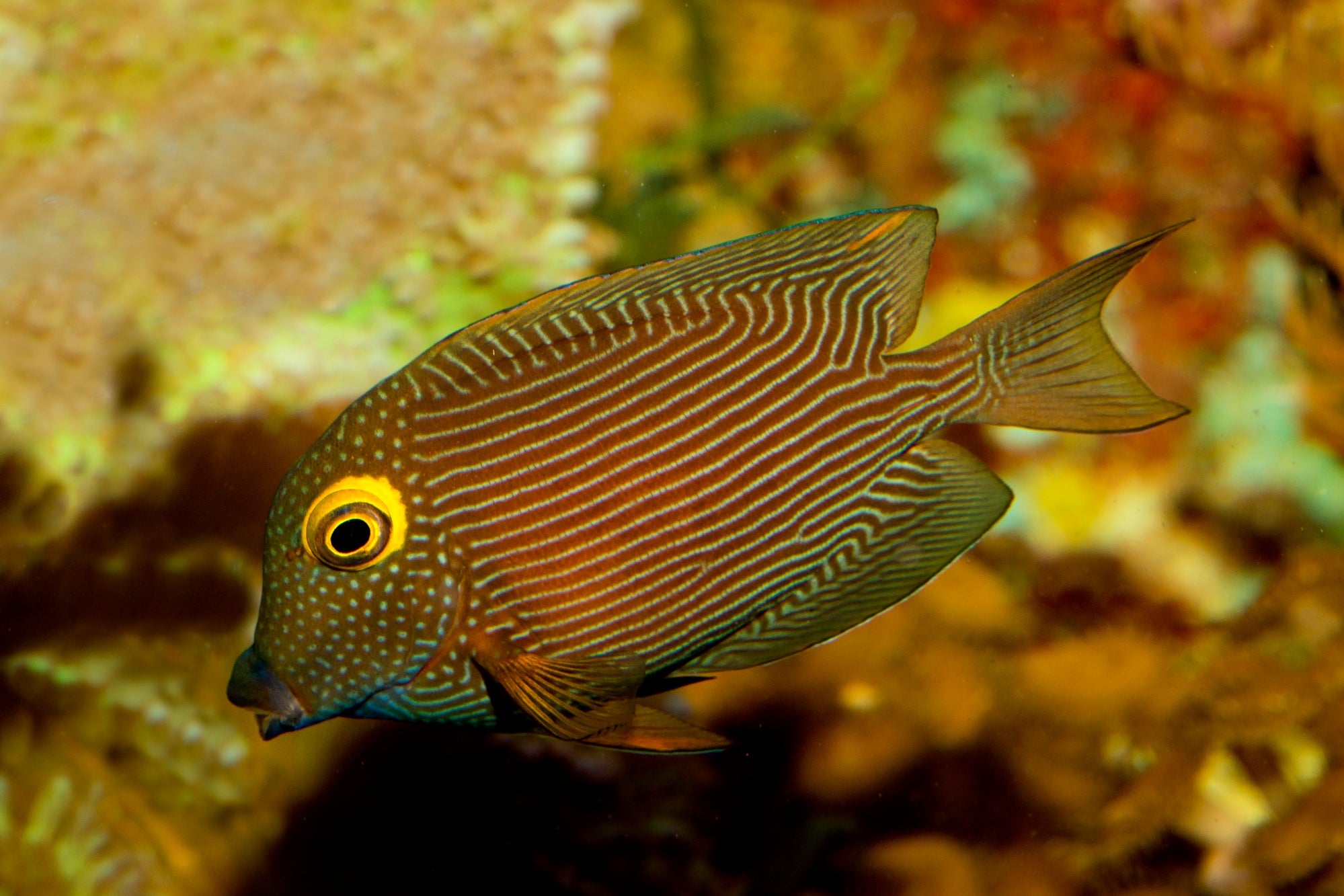 Yellow Eye Kole Tang – Reef Drop